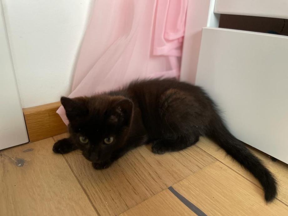 Malena Maca trazi novi dom