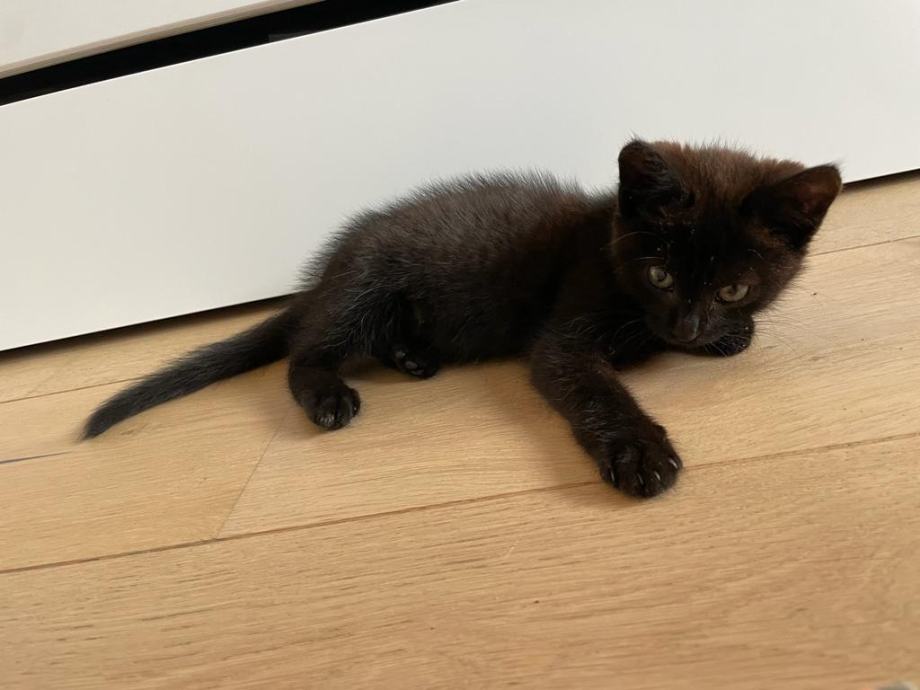 Malena Maca trazi novi dom