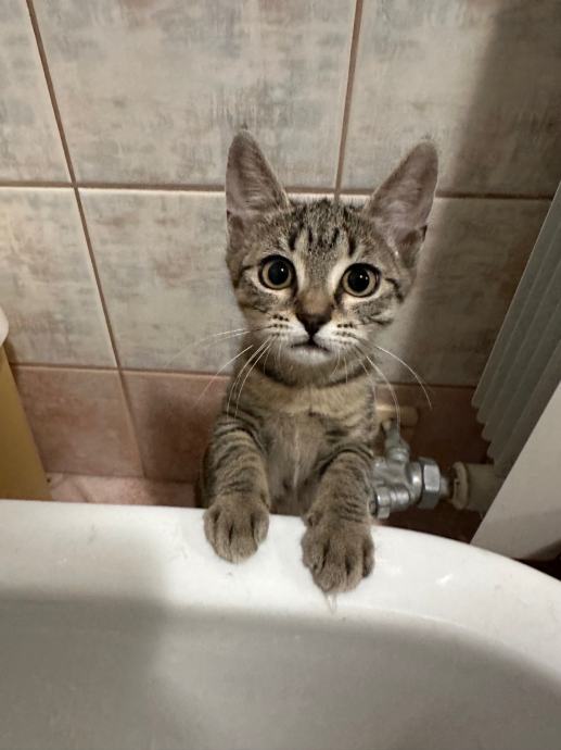 Malena maca trazi dom