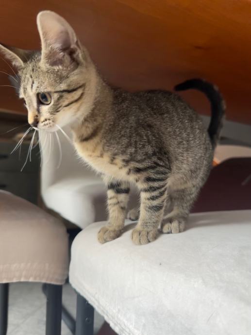 Malena maca trazi dom