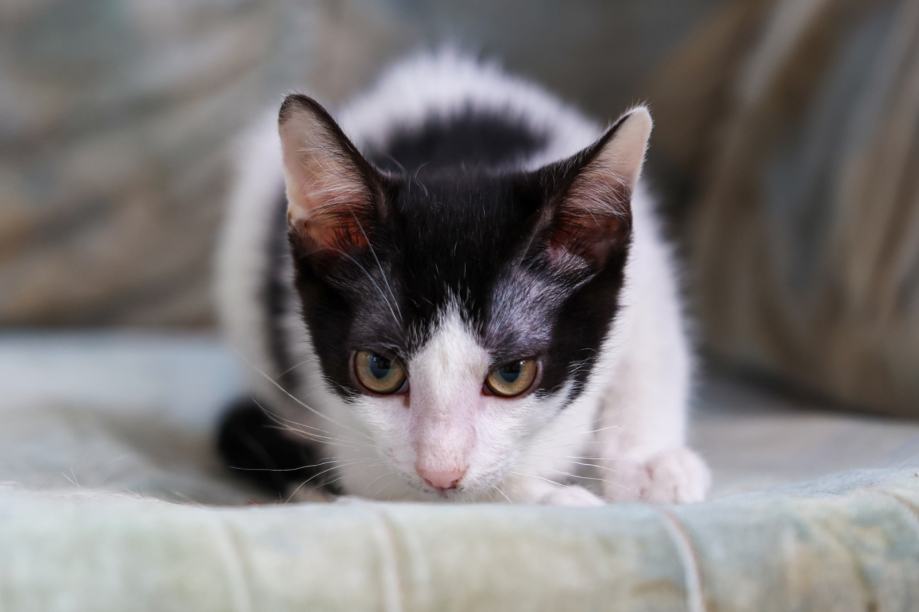 MALENI SLATKIŠ TOBY HITNO TRAŽI UDOMITELJE