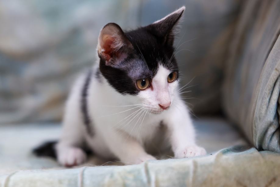 MALENI SLATKIŠ TOBY HITNO TRAŽI UDOMITELJE