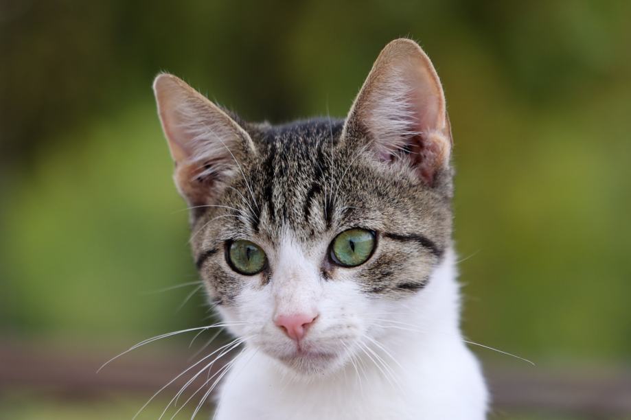 MALI JOHNNY HITNO TRAŽI TOPLI DOM, cijepljen i docjepljen