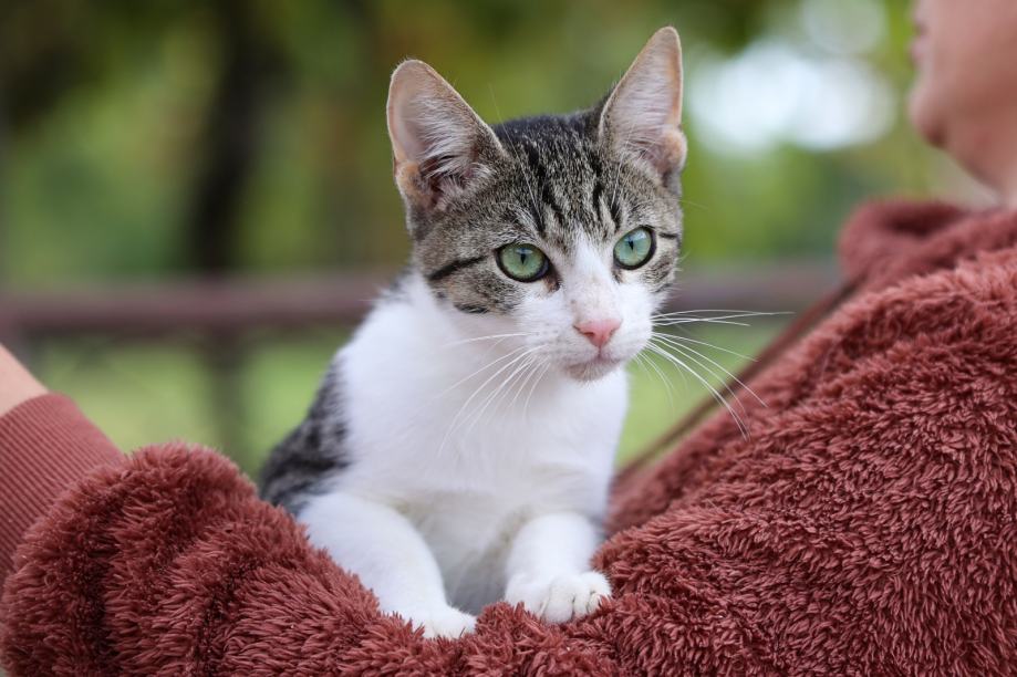 MALI JOHNNY HITNO TRAŽI TOPLI DOM, cijepljen i docjepljen