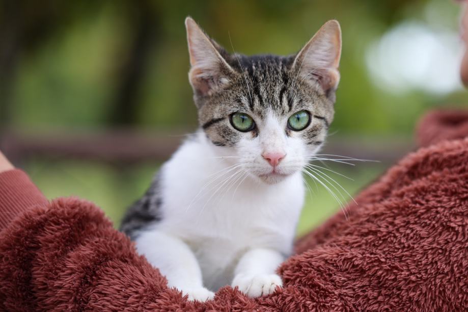 MALI JOHNNY HITNO TRAŽI TOPLI DOM, cijepljen i docjepljen