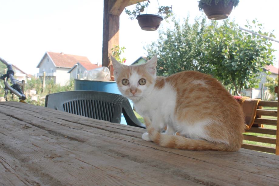 Mali Jura traži udomitelje! Cijepljen protiv zaraznih!