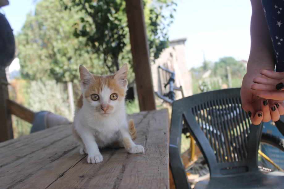 Mali Jura traži udomitelje! Cijepljen protiv zaraznih!
