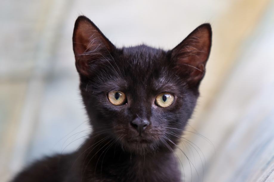 Mali Luigi traži topli dom :) Cijepljen i docjepljen!