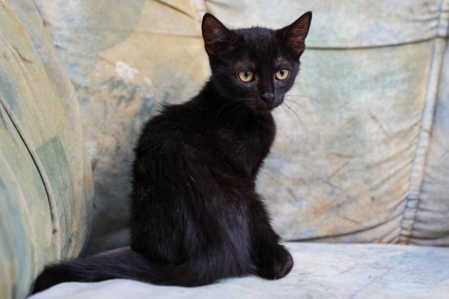 Mali Luigi traži topli dom :) Cijepljen i docjepljen!