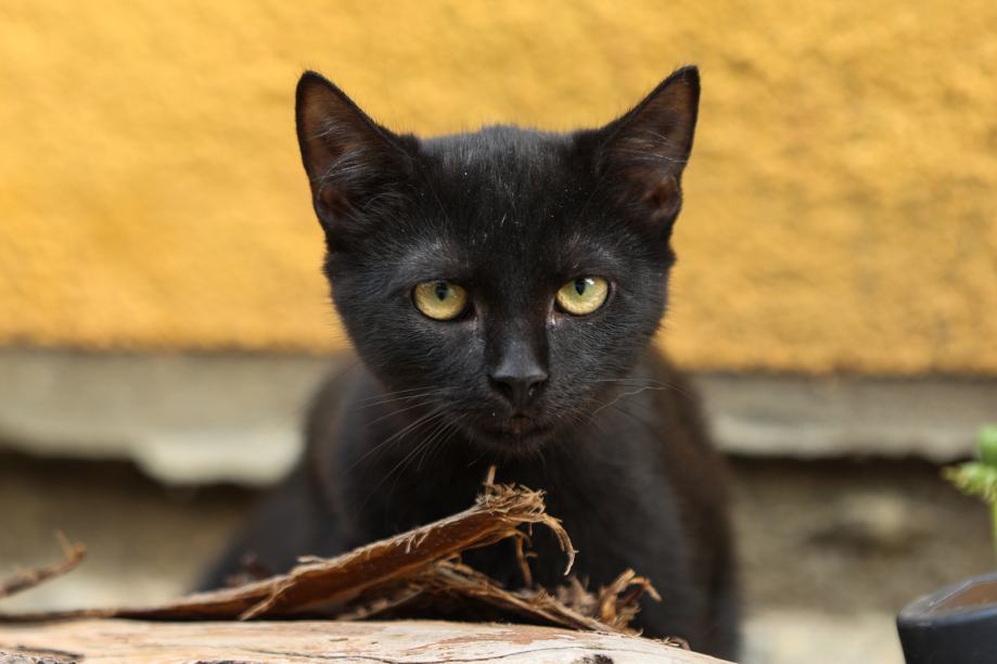 Mali Luigi traži udomitelje :) Cijepljen i docjepljen! :)