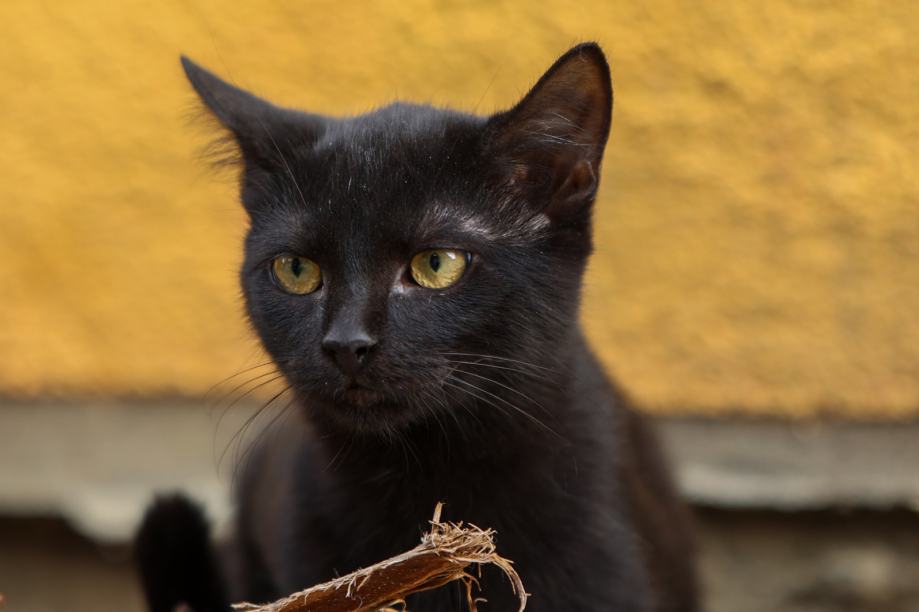 Mali Luigi traži udomitelje :) Cijepljen i docjepljen! :)