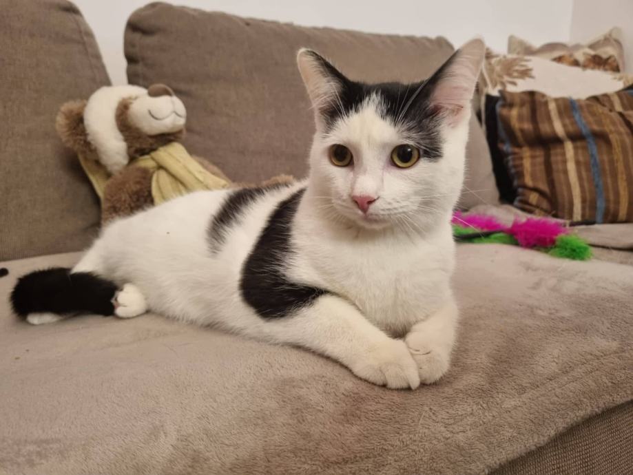 Mali nježni Martin hitno traži dom! Cijepljen, docjepljen