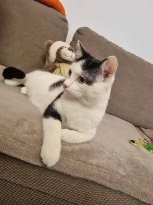 Mali nježni Martin hitno traži dom! Cijepljen, docjepljen