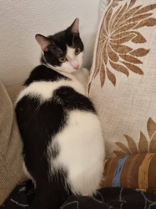 Mali predivni Toby hitno traži dom! Cijepljen, docjepljen