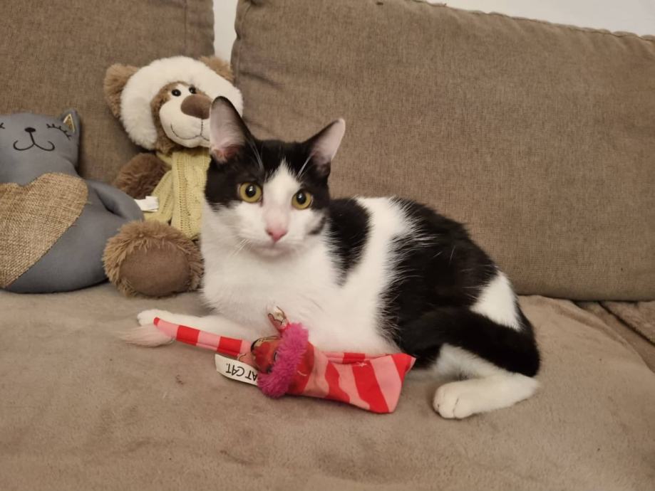 Mali predivni Toby hitno traži dom! Cijepljen, docjepljen