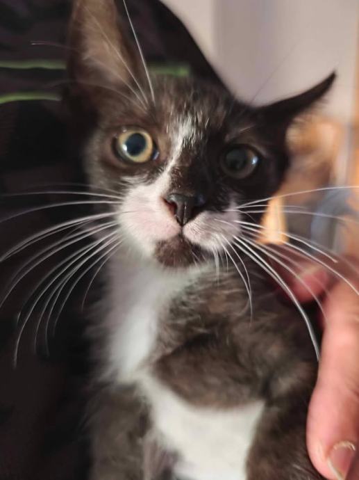 Mali preslatki Oreo traži udomitelje! Cijepljen protiv zaraznih!