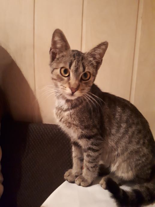 Mali tigar traži dom