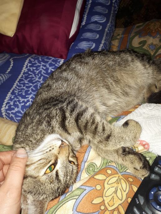 Mali tigar traži dom