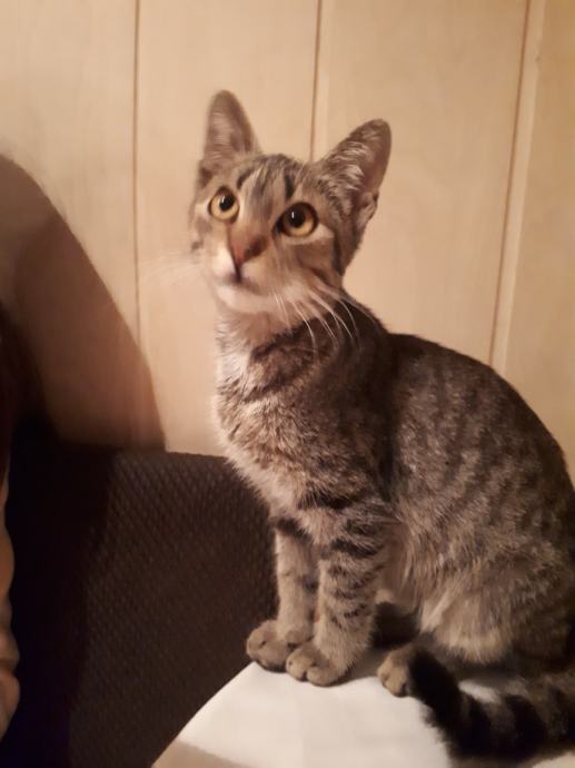 Mali tigar traži dom