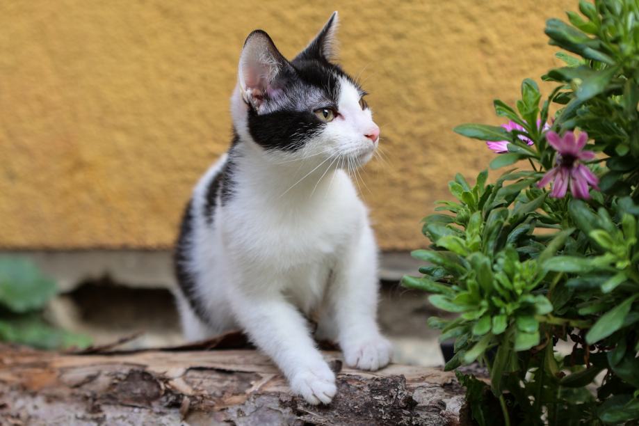 Mali Toby traži udomitelje :) Cijepljen i docjepljen!