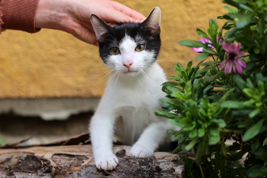 Mali Toby traži udomitelje :) Cijepljen i docjepljen!
