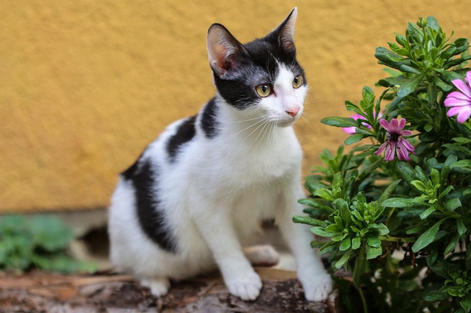 Mali Toby traži udomitelje :) Cijepljen i docjepljen!