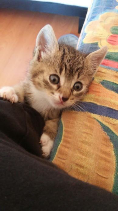 Malo mače bez mame traži dom