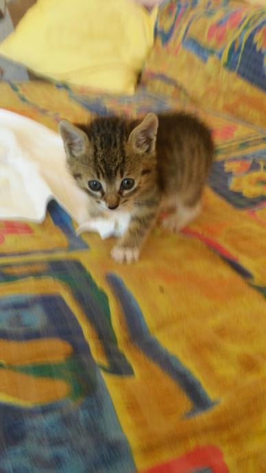 Malo mače bez mame traži dom