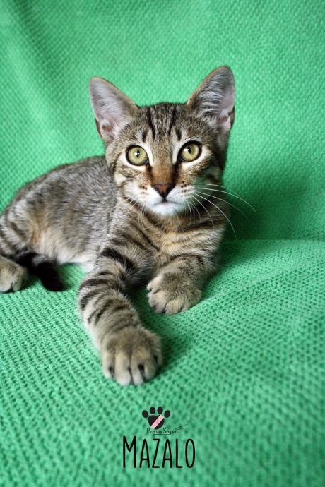 Mazalo, samostalni umjetnik u potrazi za Zauvijek zaposlenjem