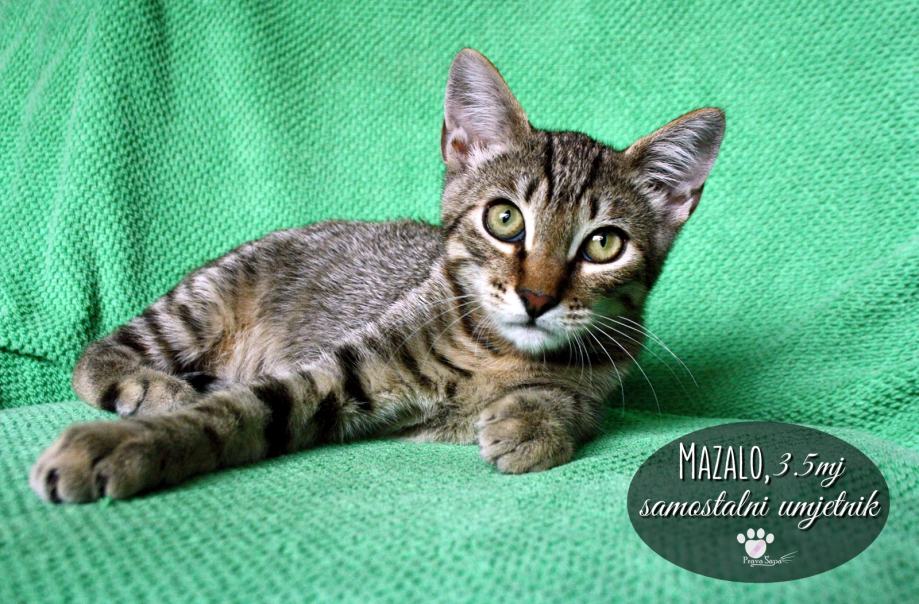 Mazalo, samostalni umjetnik u potrazi za Zauvijek zaposlenjem