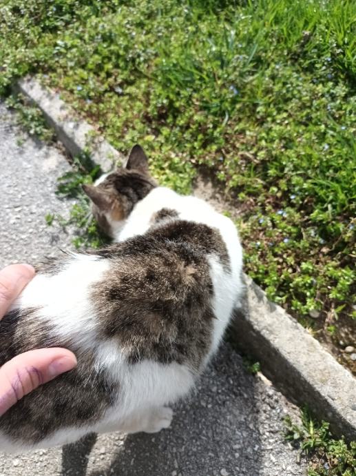 Mlada maca s ulice traži zauvijek dom