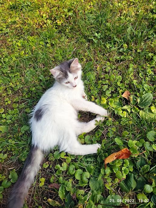 Mlade mace na poklon