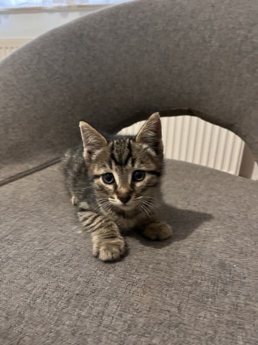 Nala i Simba traže svoj zauvijek dom!