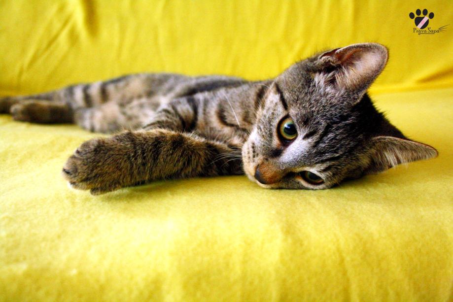 Oziris - mali tigar u potrazi za srećom!