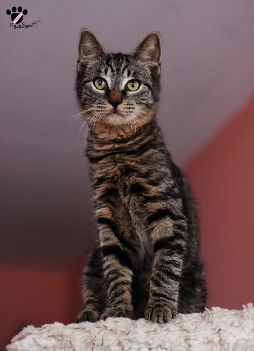 Oziris - mali tigar u potrazi za srećom!