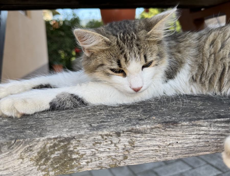 Ostavljena maca traži dom