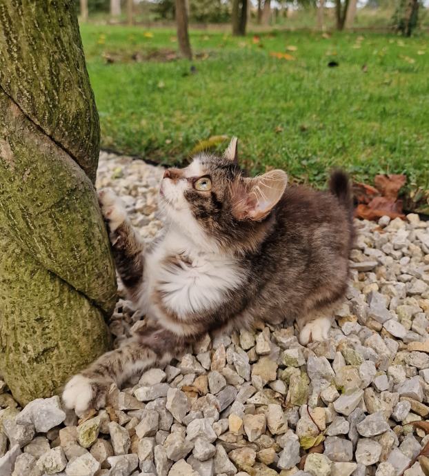 Pahuljasta mačkica traži dobar dom