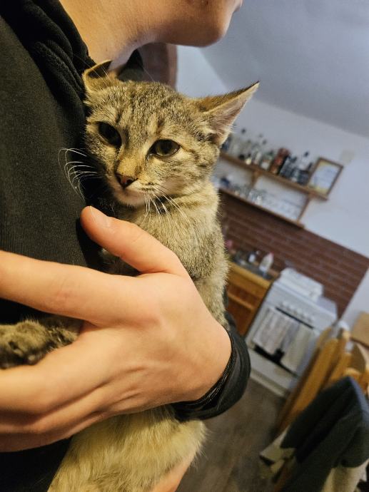 Poklanja se maca stara 3 i pol mj!