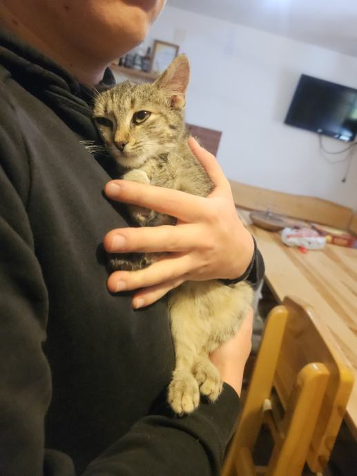 Poklanja se maca stara 3 i pol mj!