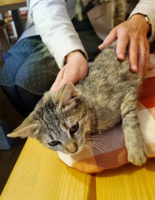 Poklanja se maca stara 3 i pol mj!