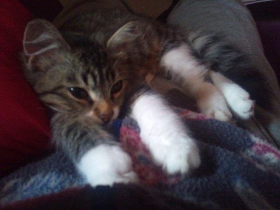 Poklanja se prelijepa maca