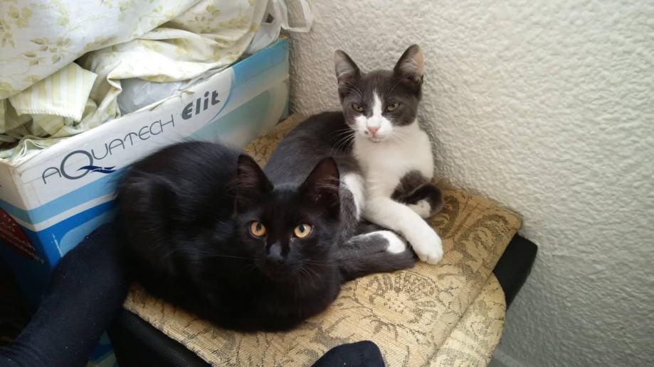 Poklanjam dva mala macka