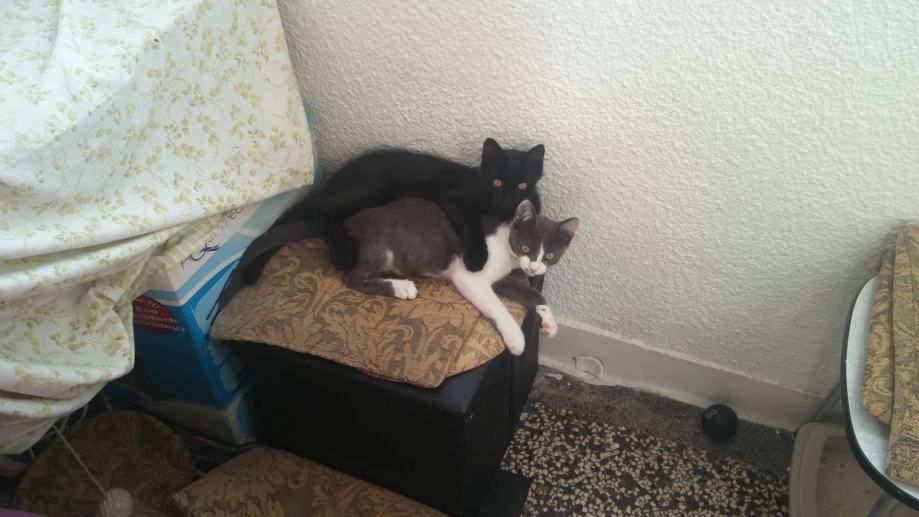 Poklanjam dva mala macka