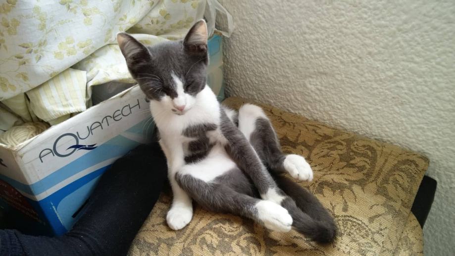 Poklanjam dva mala macka