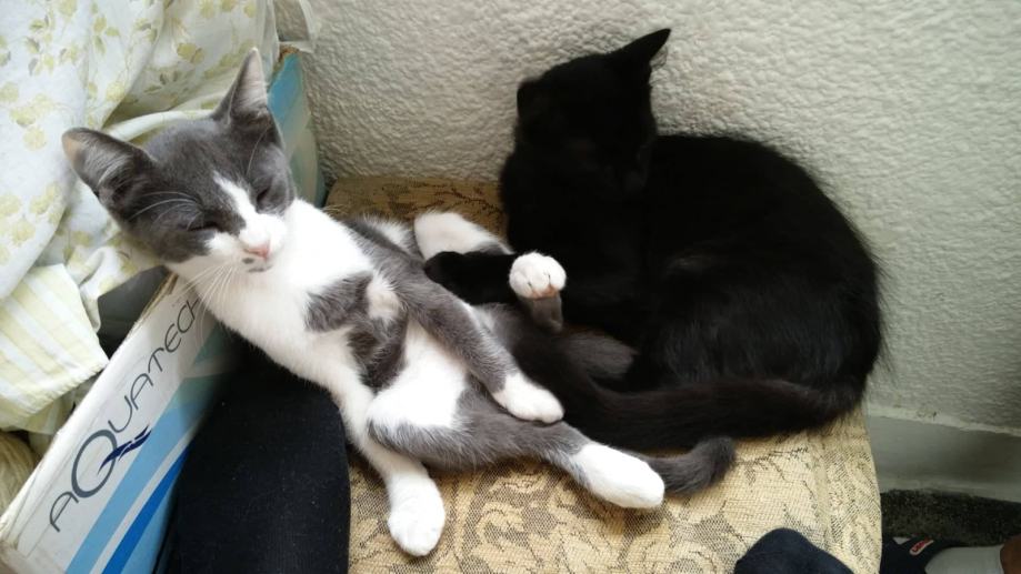 Poklanjam dva mala macka