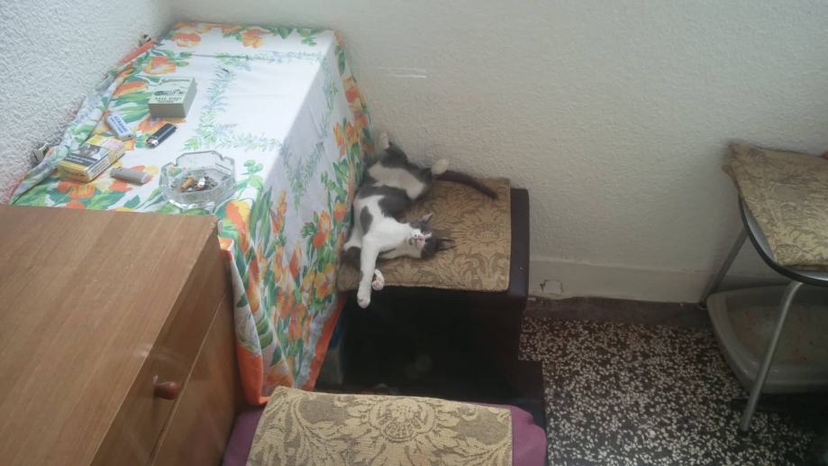 Poklanjam dva mala macka