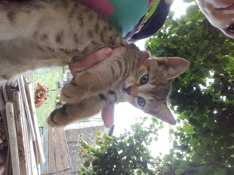 Poklanjam dvije tigraste mace