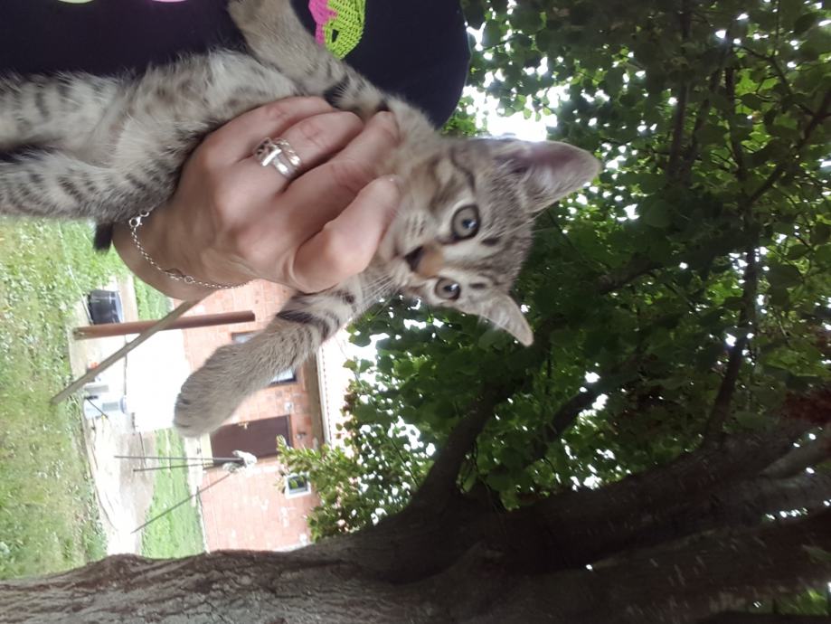 Poklanjam dvije tigraste mace