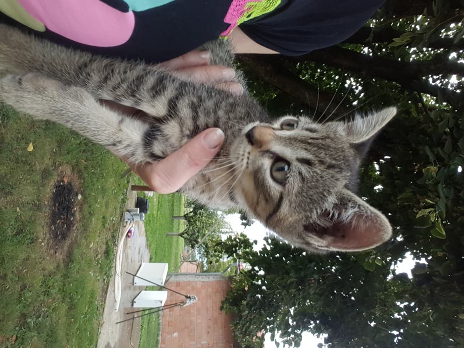 Poklanjam dvije tigraste mace