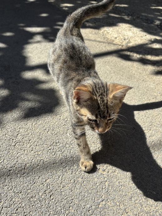 Poklanjam male mace! HITNO!!!